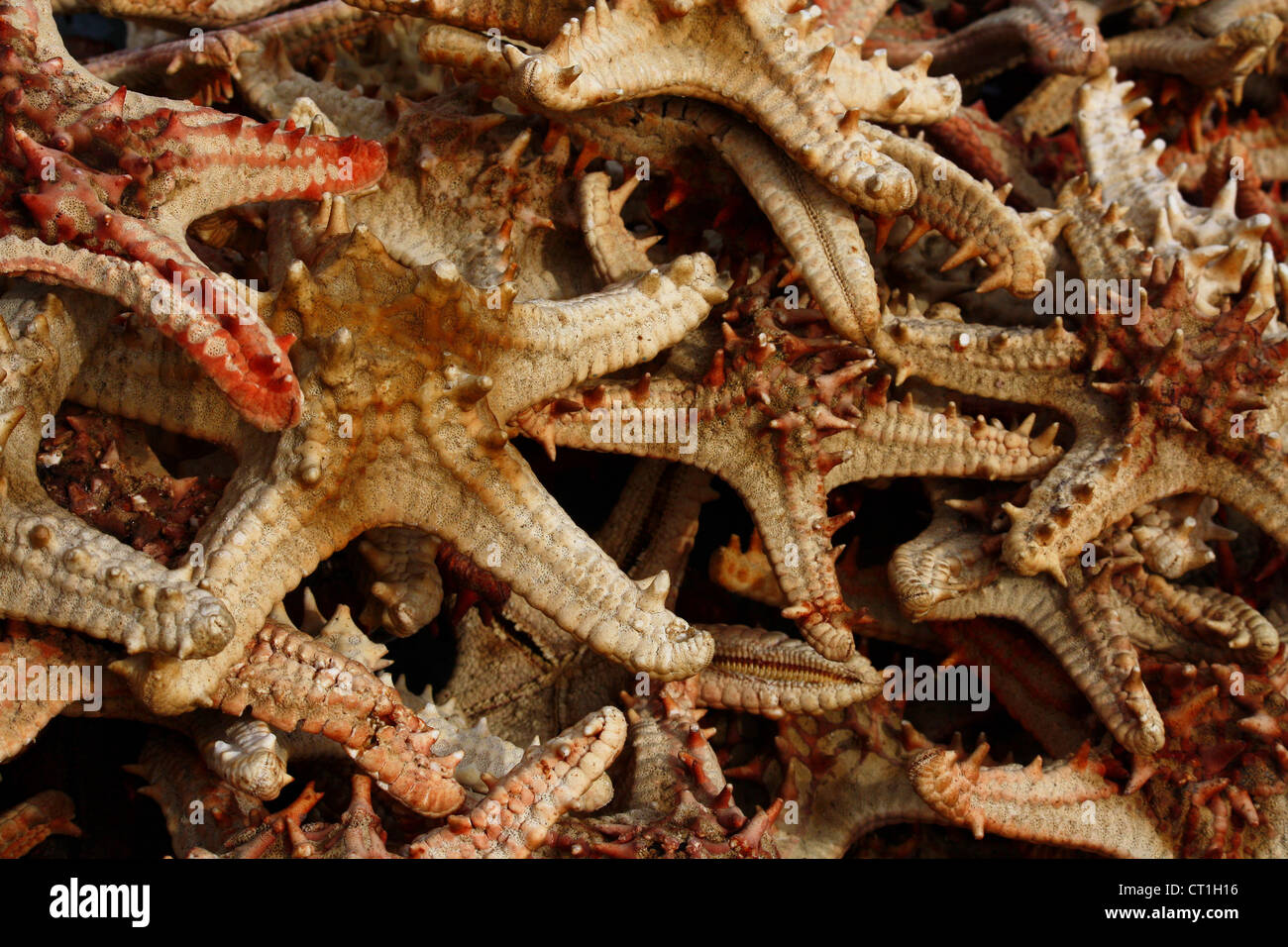 Dried starfish hi-res stock photography and images - Alamy