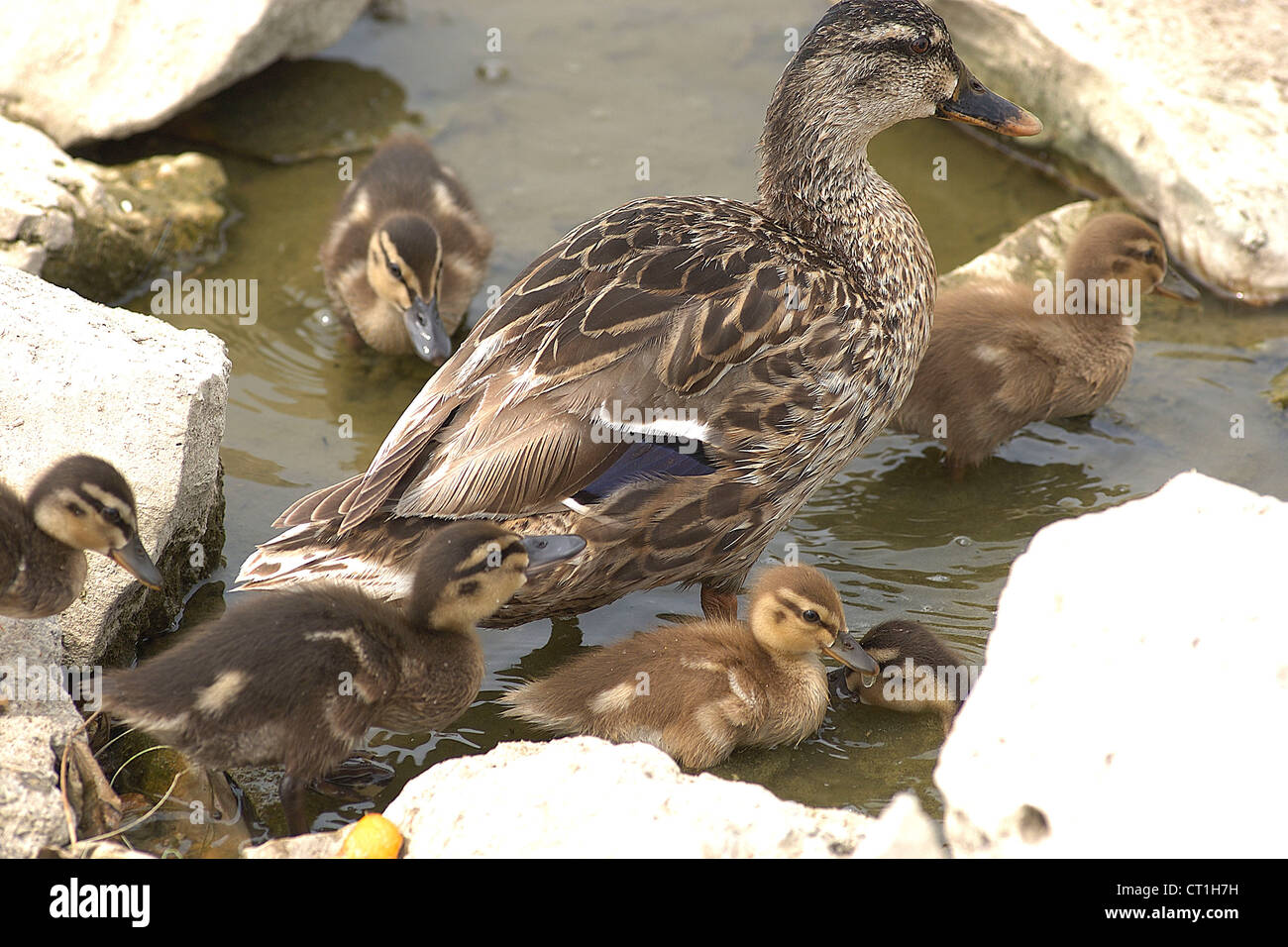 Farmed ducks hi-res stock photography and images - Alamy