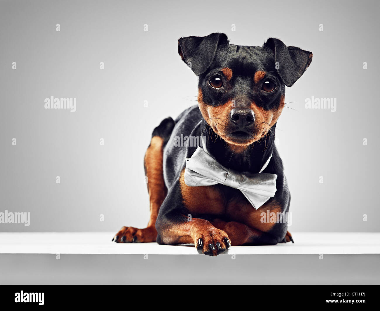 Dog wearing bow tie Stock Photo - Alamy