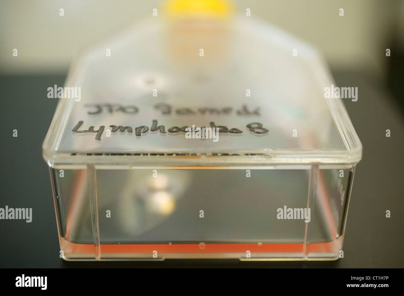 Cultured cancer cells hi-res stock photography and images - Alamy