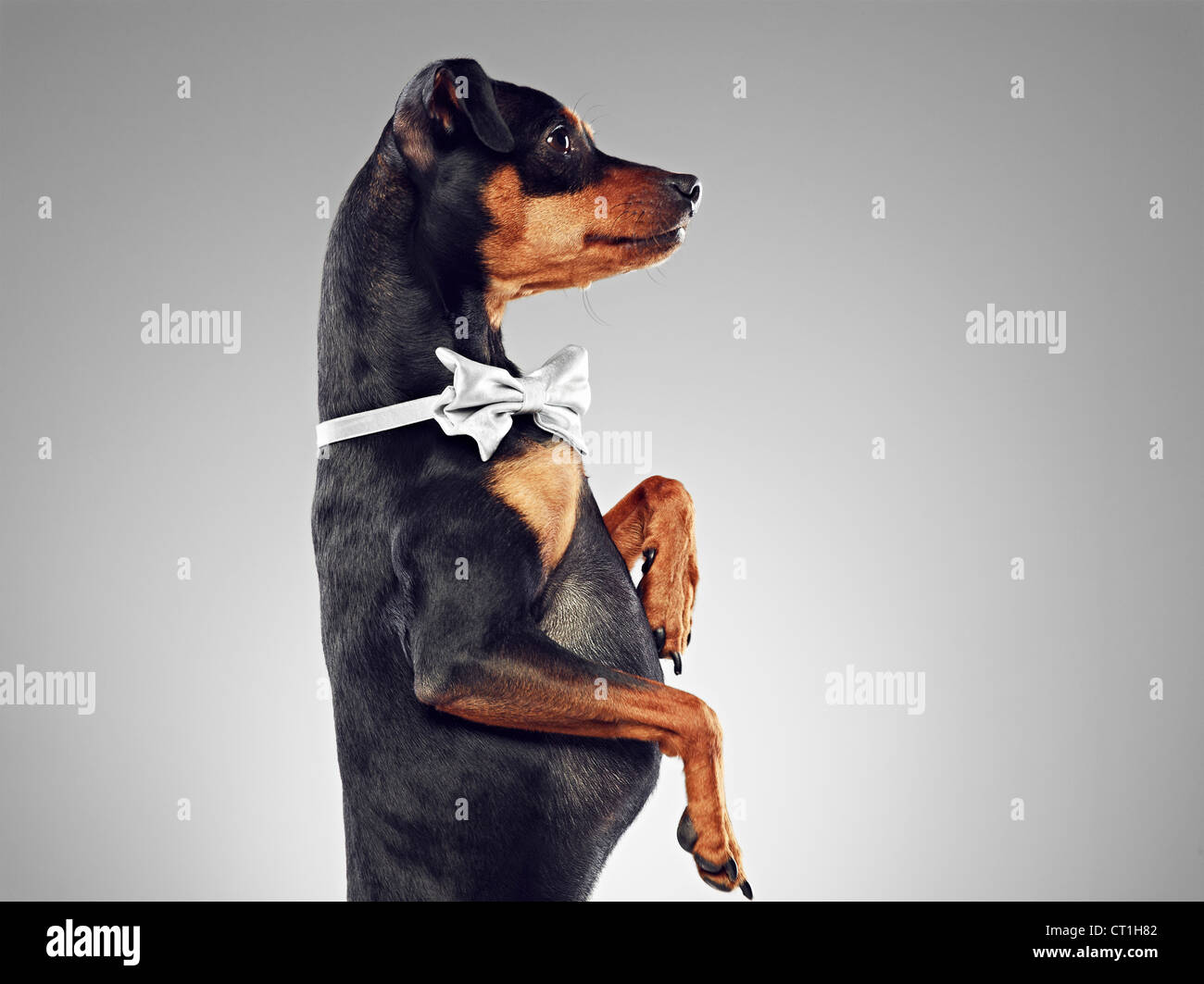 Dog wearing bow tie Stock Photo - Alamy