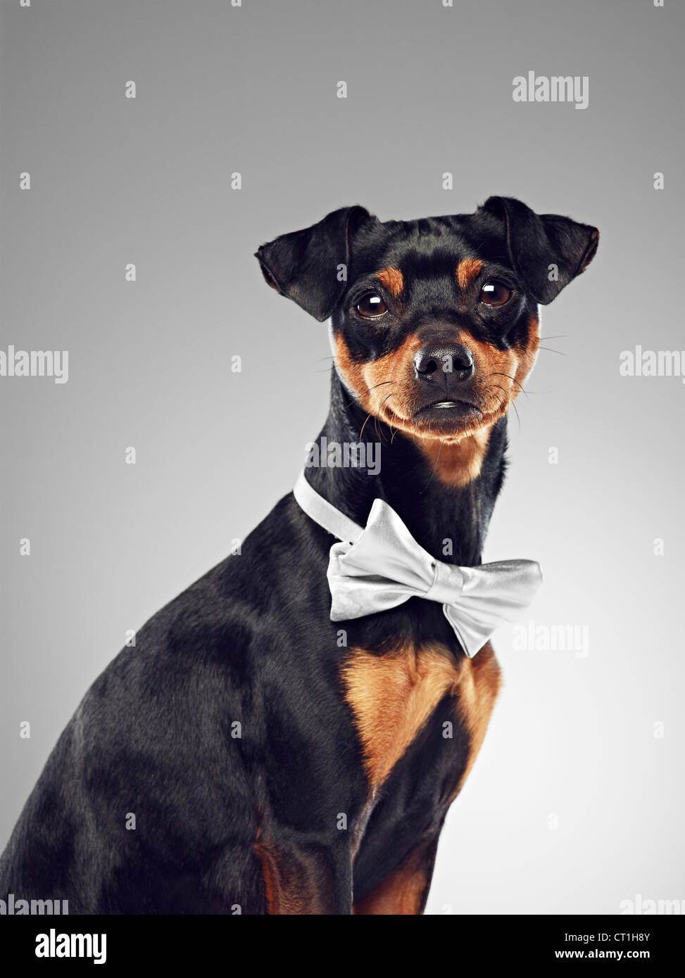 Dog bow tie hi-res stock photography and images - Alamy