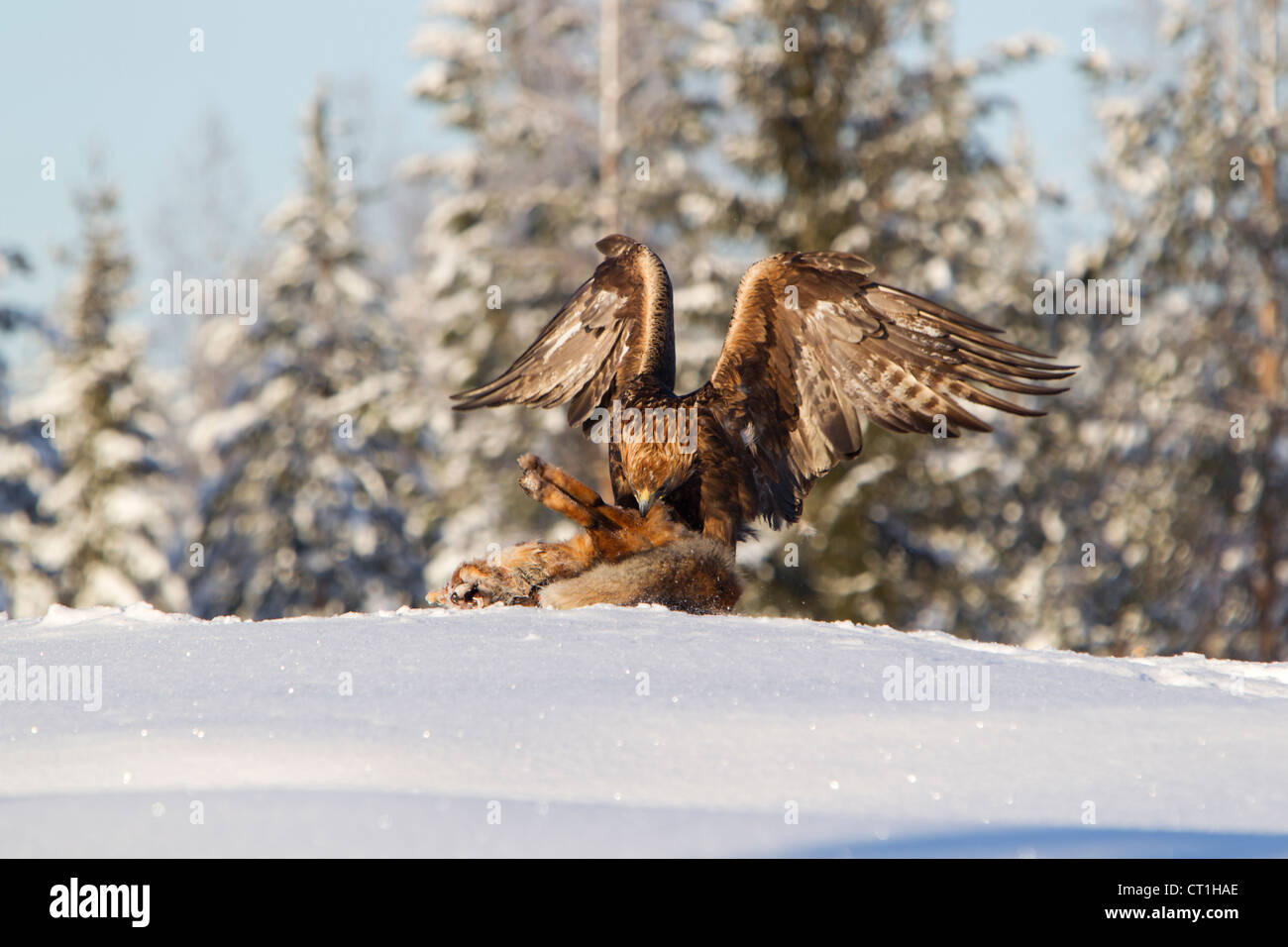 Golden Eagle Aquila chrysaetos on Red Fox kill at Oulu, Finland in ...
