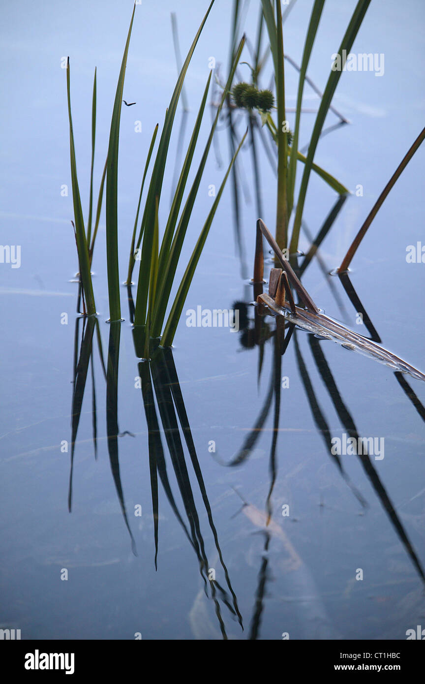 Jonc hi-res stock photography and images - Alamy
