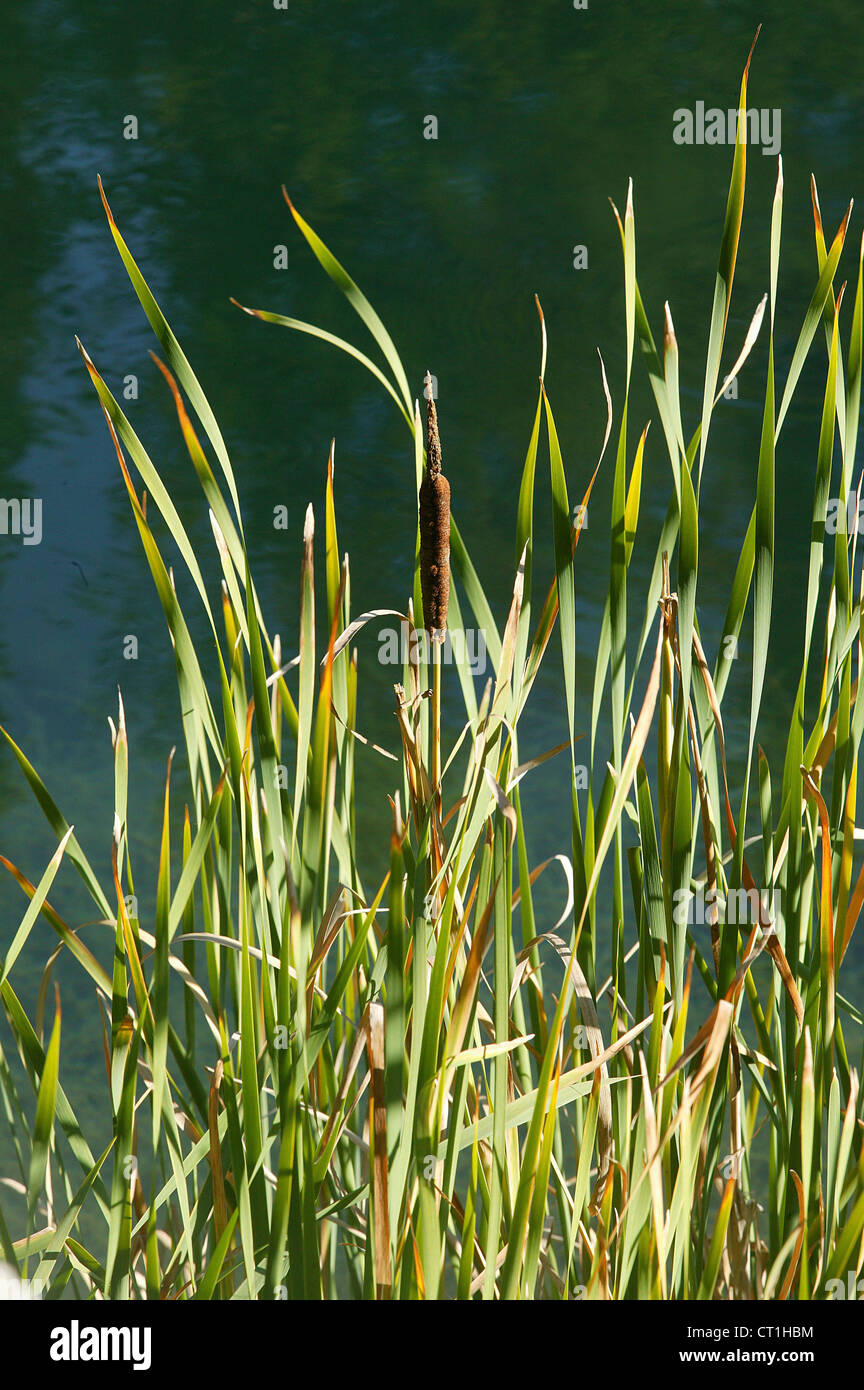 Jonc hi-res stock photography and images - Alamy