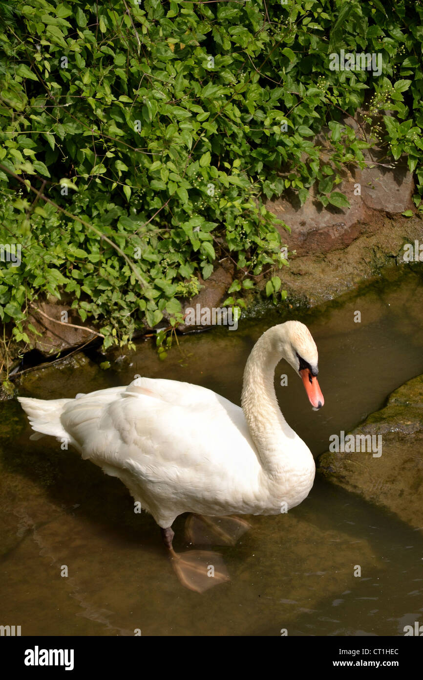 Swan feet hi-res stock photography and images - Alamy