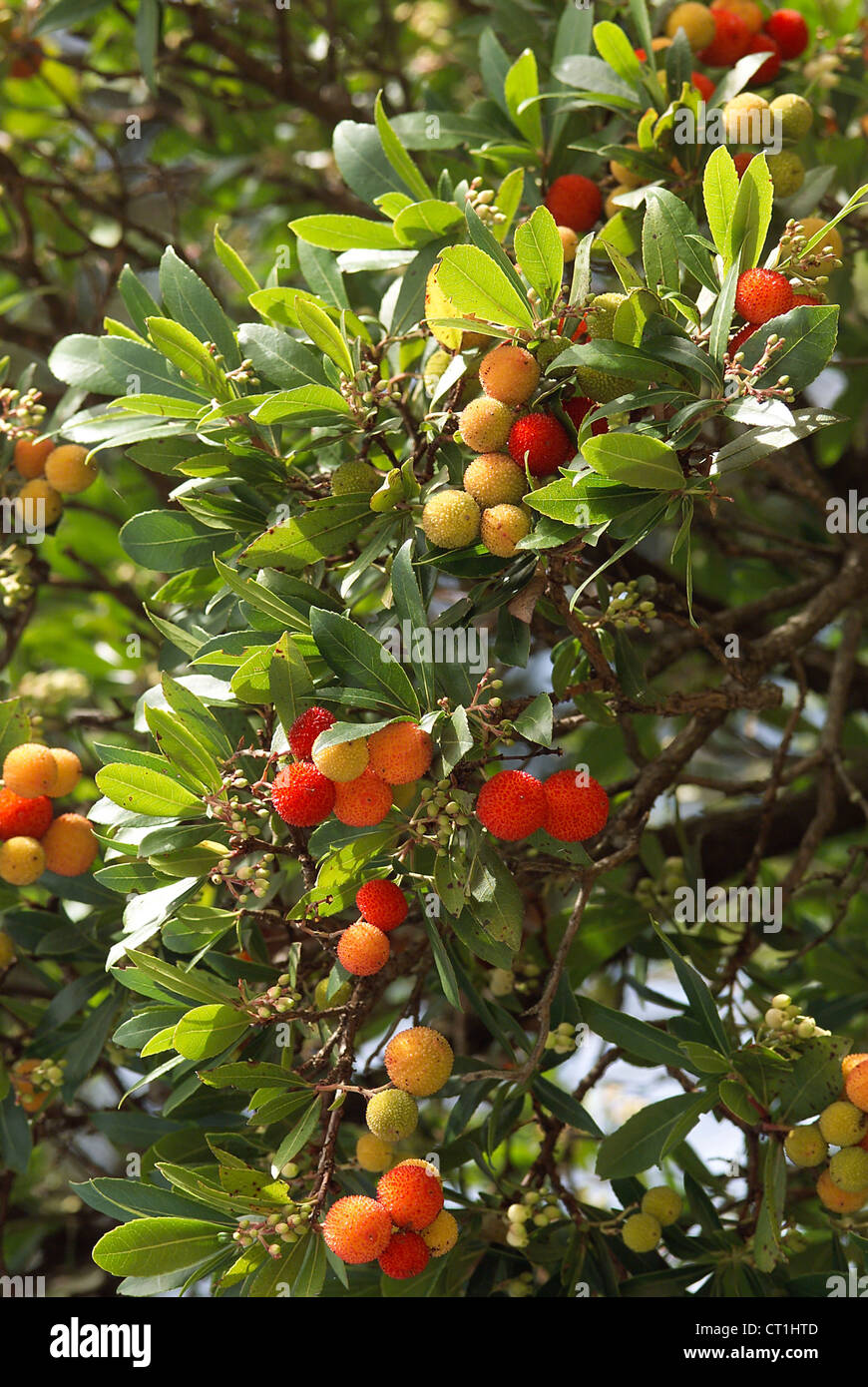 Strawberry plants feed hi-res stock photography and images - Alamy