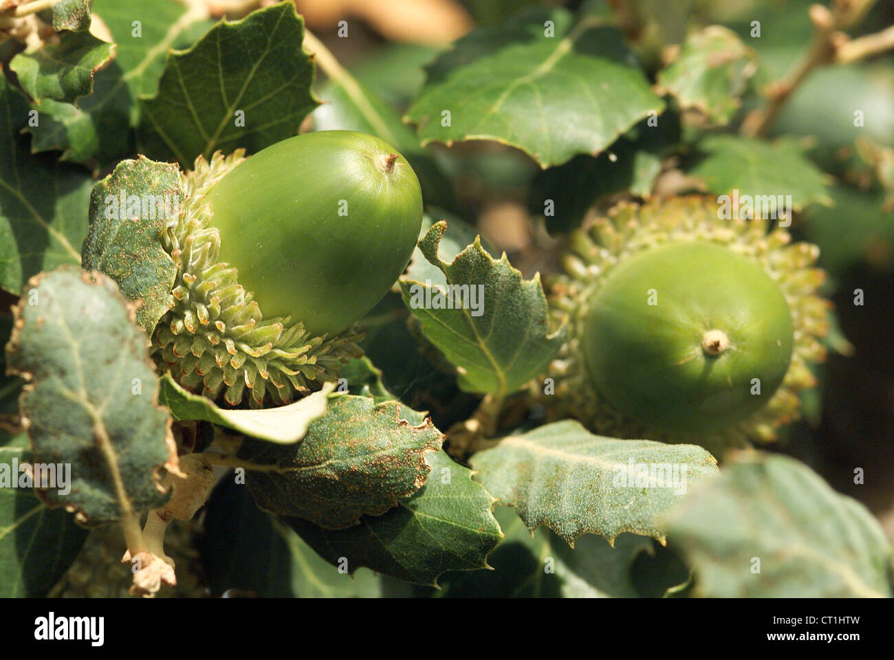 Oaks quercus sp hi-res stock photography and images - Alamy