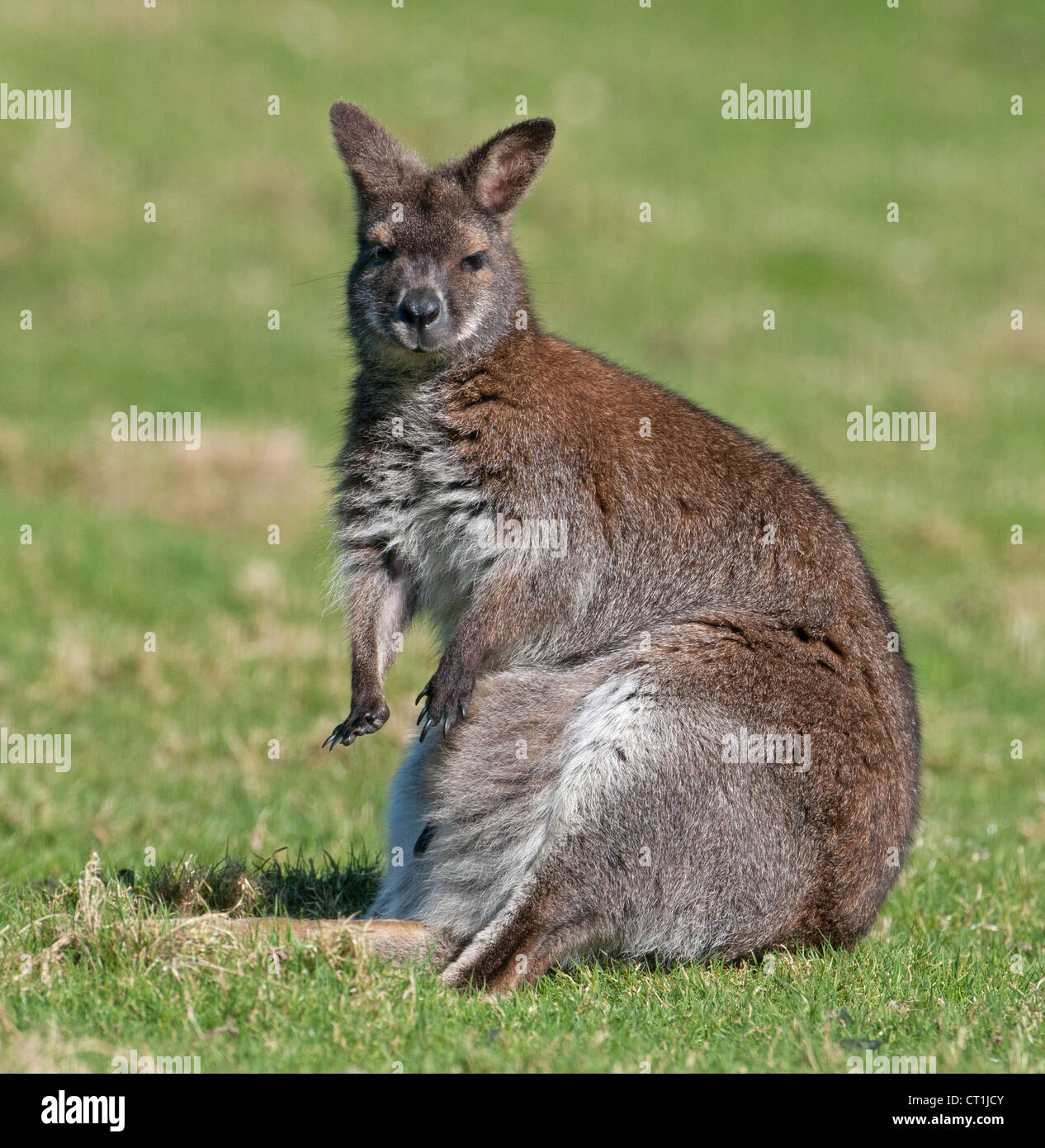Bennetts wallaby hi-res stock photography and images - Alamy