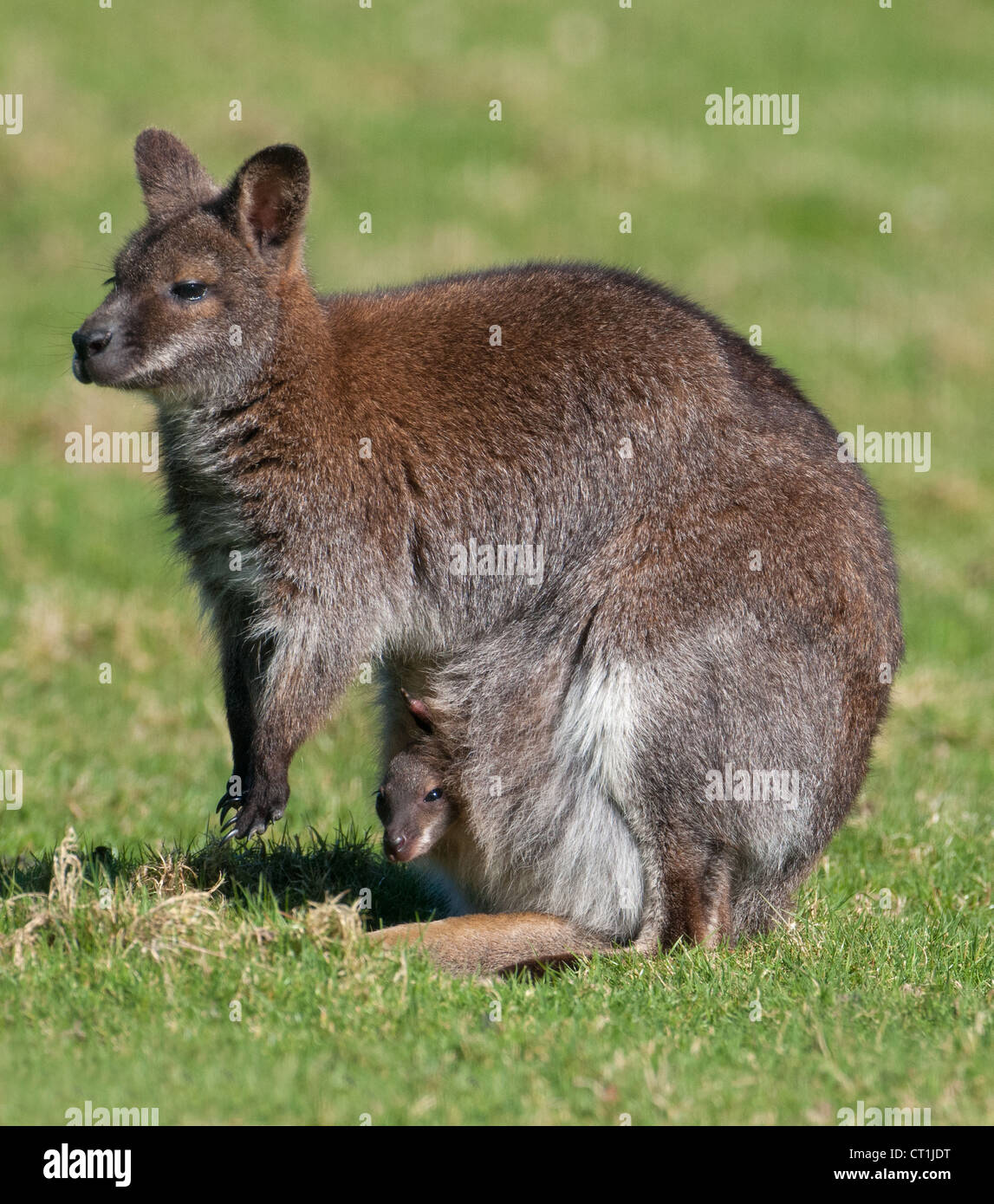 BENNETT'S WALLABY MICROPUS RUFOGISEUS WITH YOUNG Stock Photo - Alamy