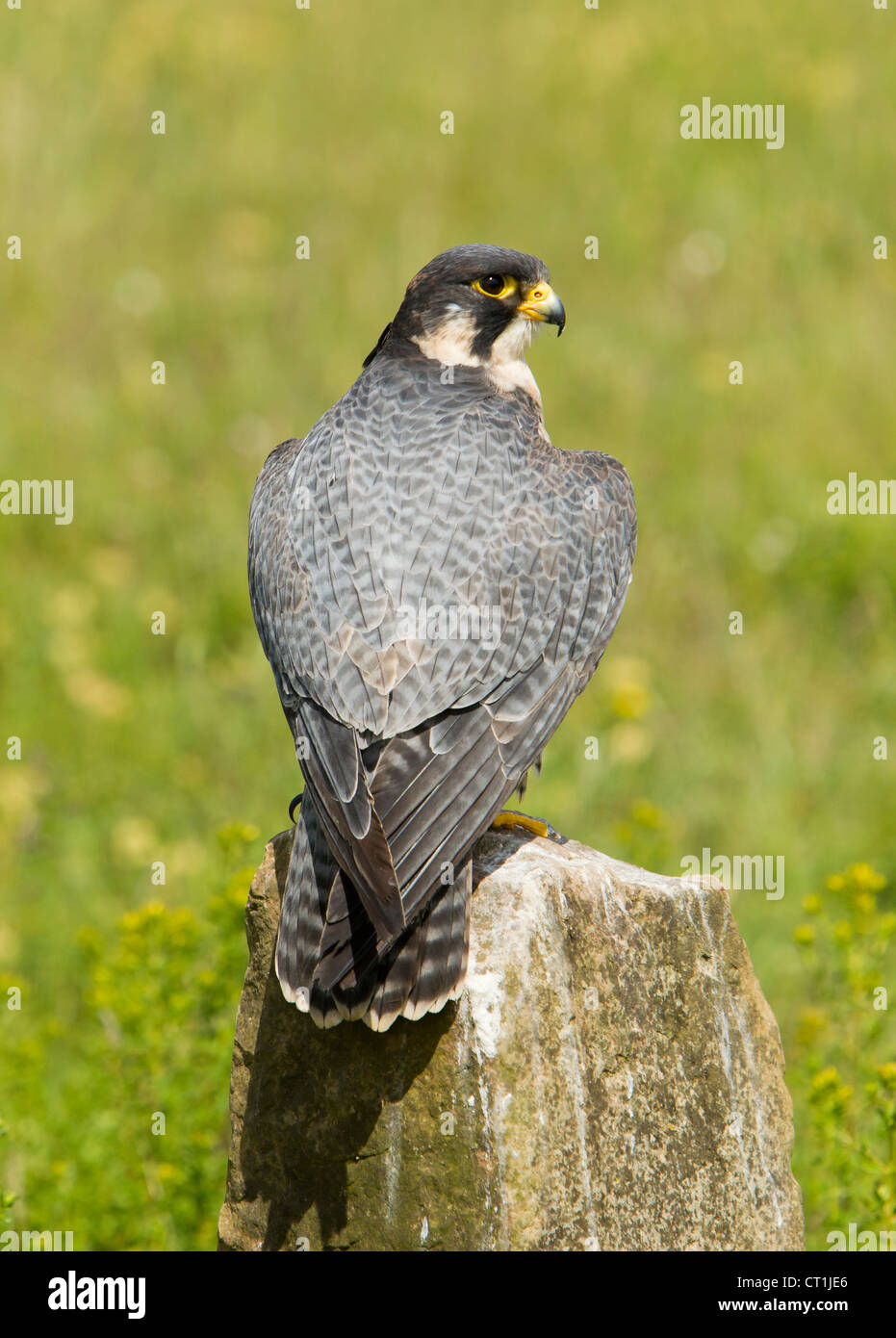 Peregrine Falcon Falco peregrinus captive shot at Hawk Conservancy ...