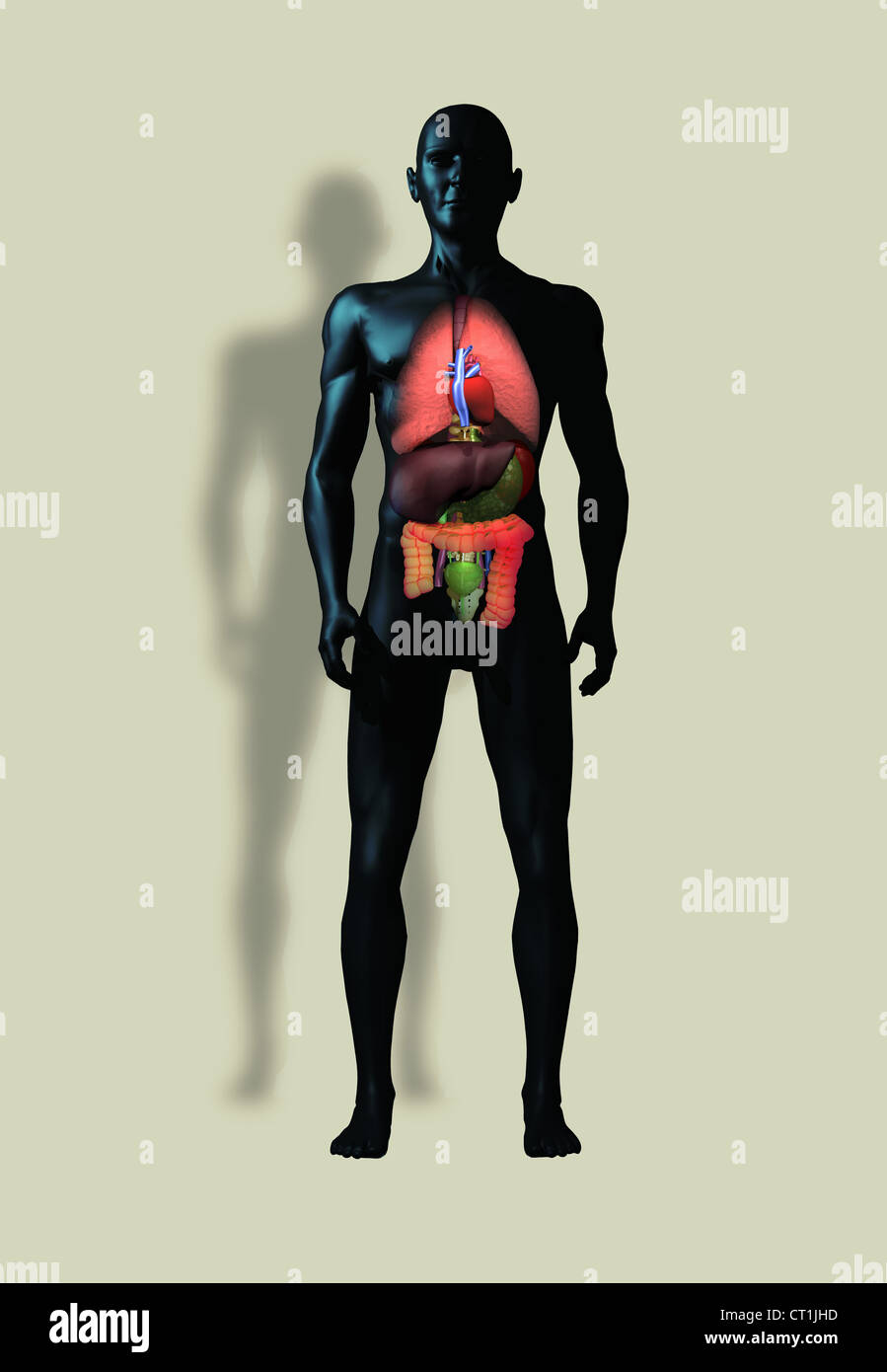 Cardiac glands hi-res stock photography and images - Alamy