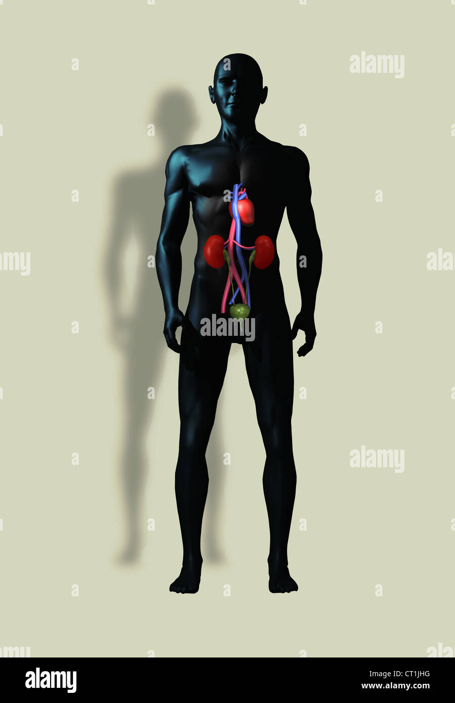 Normal abdominal aorta hi-res stock photography and images - Alamy