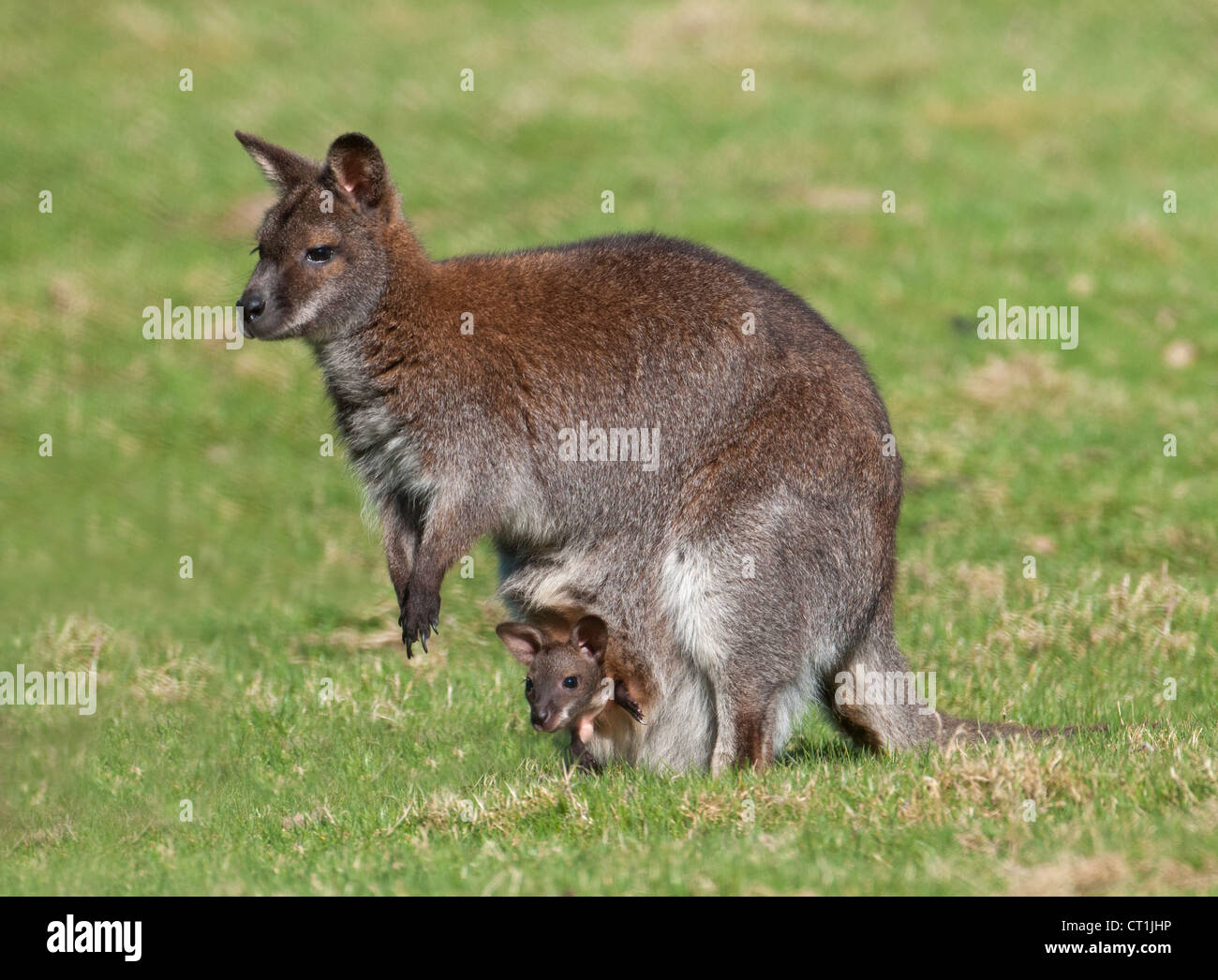 Bennetts wallabies hi-res stock photography and images - Alamy