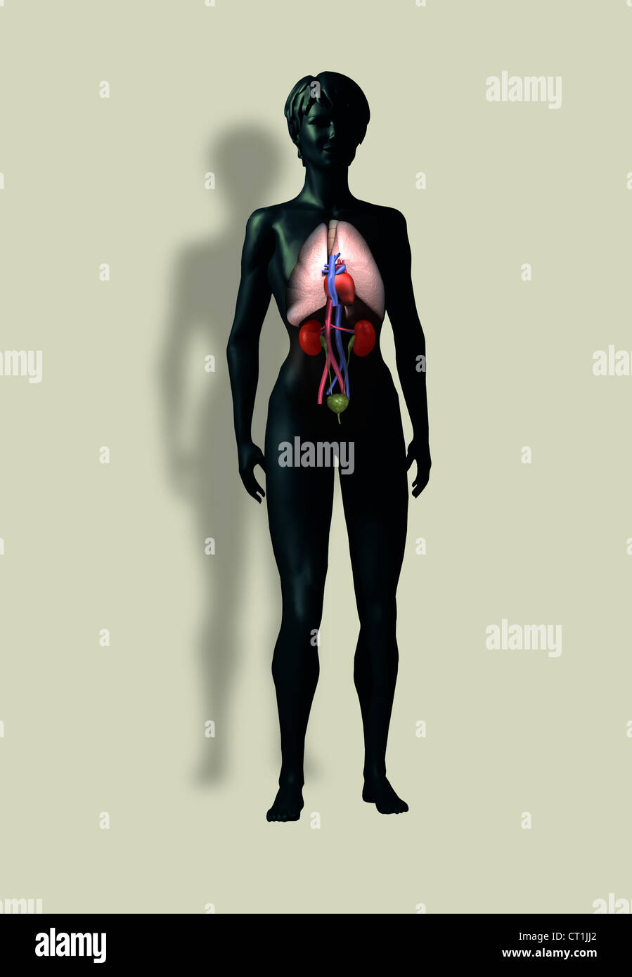 Normal abdominal aorta hi-res stock photography and images - Alamy