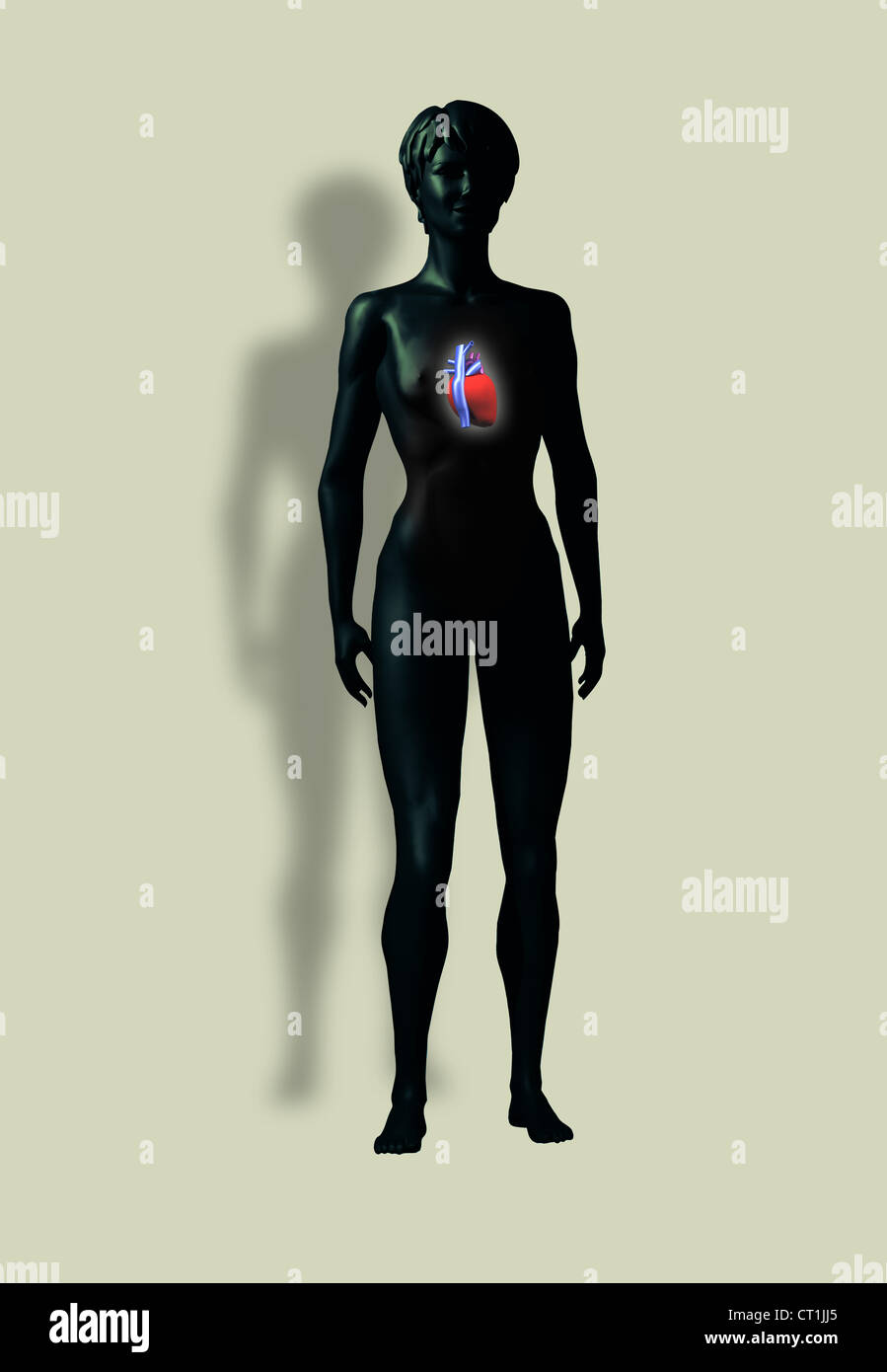 Female anatomy artwork heart hi-res stock photography and images - Alamy