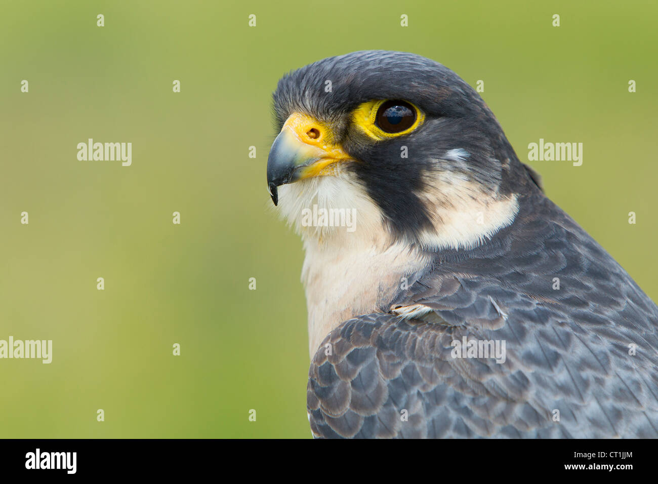 Peregrine falcon uk hi-res stock photography and images - Alamy