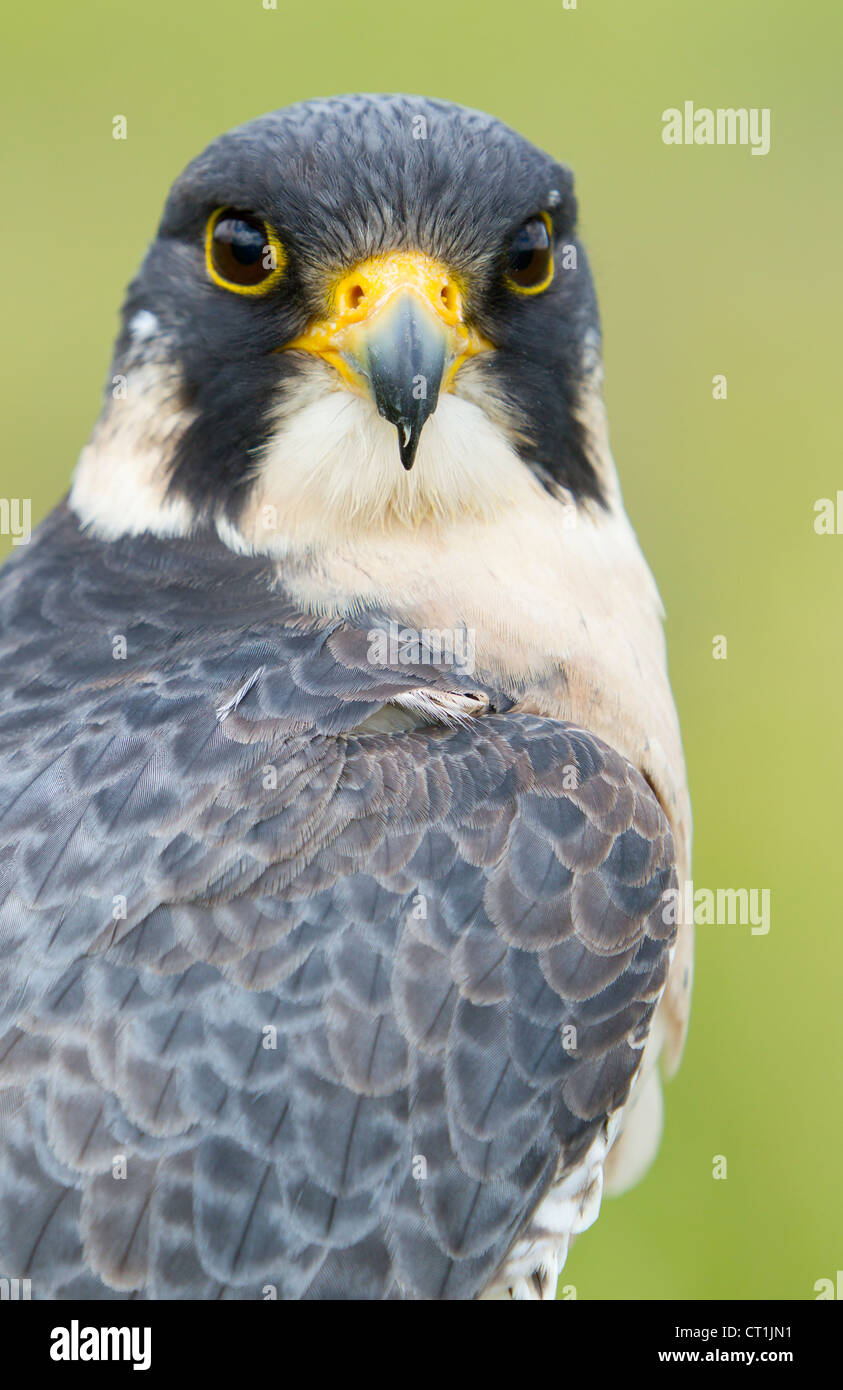 Peregrine Falcon Falco peregrinus captive headshot at Hawk Conservancy ...