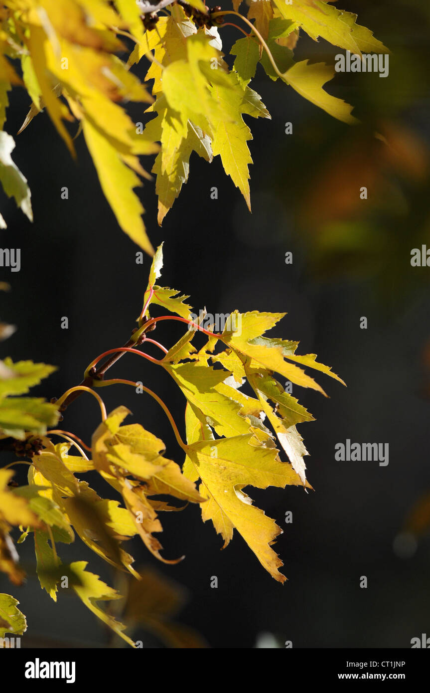 maple tree in fall Stock Photo - Alamy
