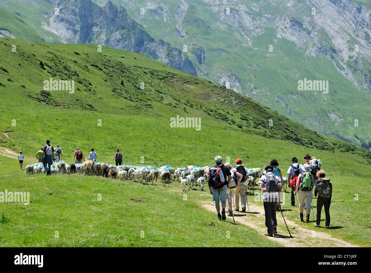 Shepherd and tourists herding flock of sheep to pasture in the ...