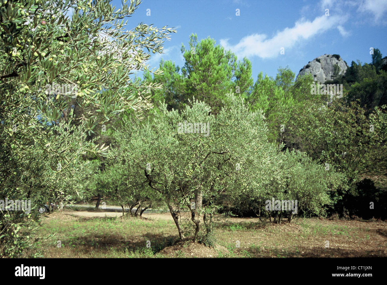 Olive tree olea europaea fields hi-res stock photography and images - Alamy