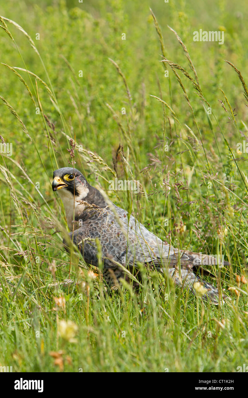 Peregrine Falcon Falco peregrinus captive mantling prey at Hawk ...