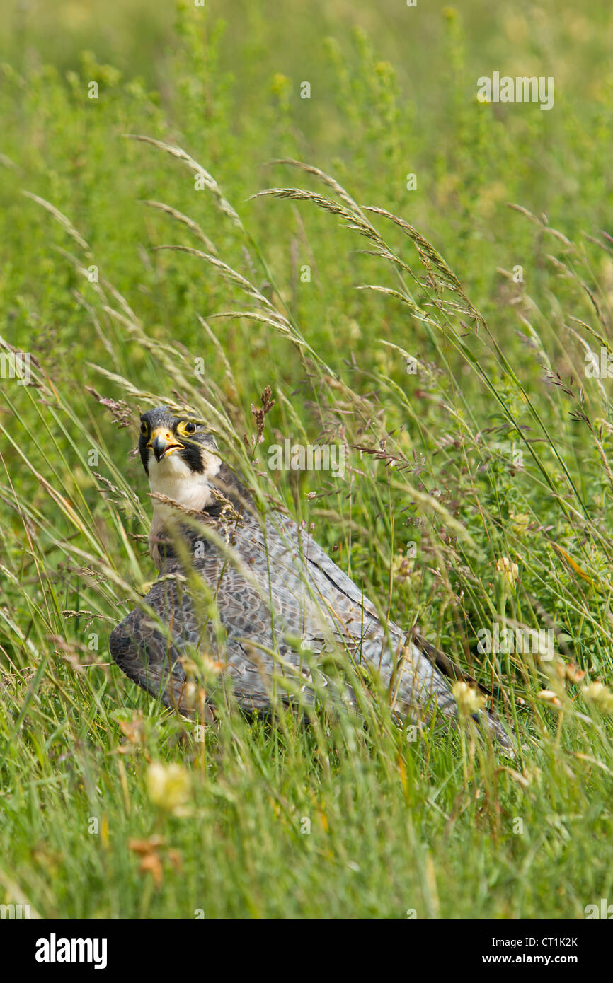 Peregrine falcon falco peregrinus head shot hi-res stock photography ...