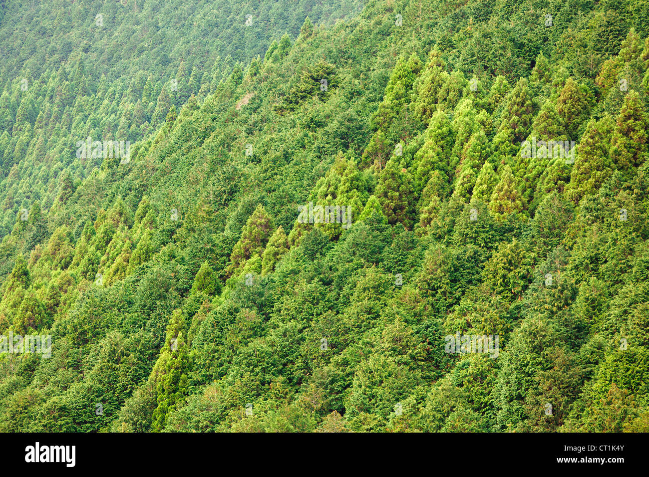 cryptomeria conifer forest background, Japan Stock Photo - Alamy