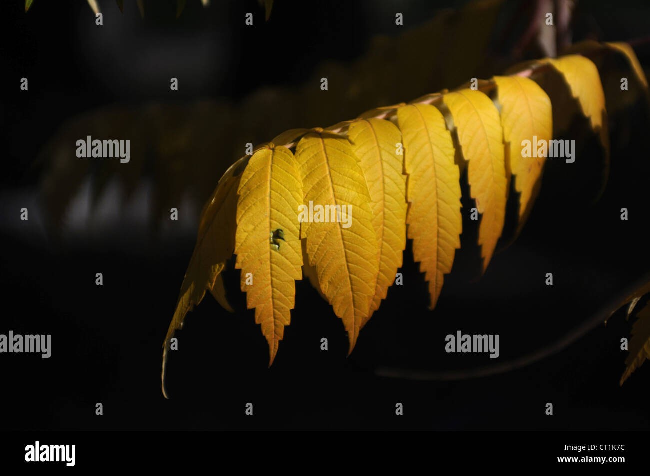 Stag Horn Sumac in Fall Stock Photo - Alamy
