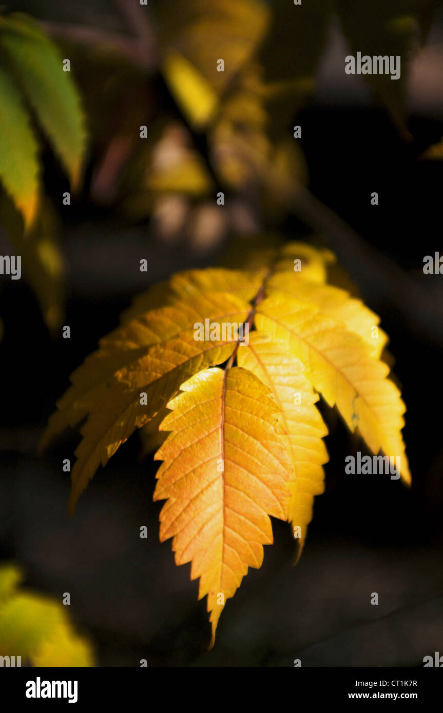 Stag Horn Sumac in Fall Stock Photo - Alamy