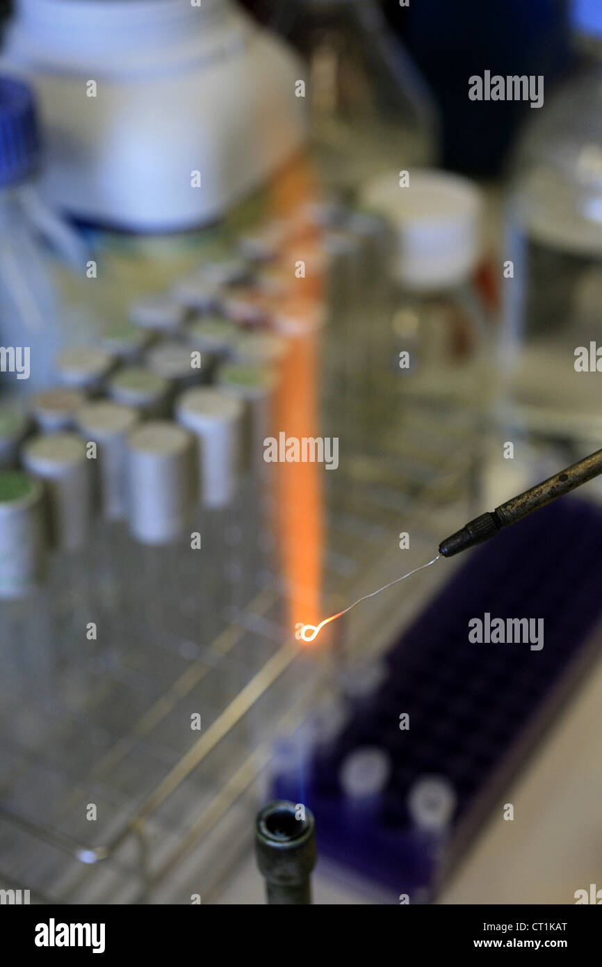 Sterile loop hi-res stock photography and images - Alamy
