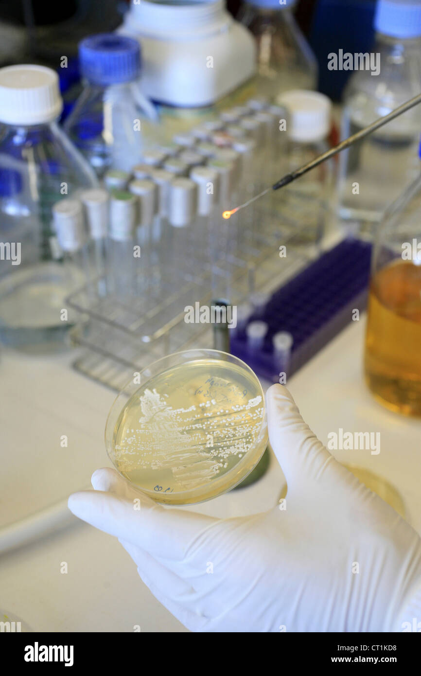 Escherichia coli colonies hi-res stock photography and images - Alamy