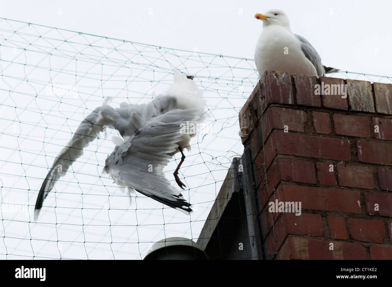 A dead seagull trapped in netting on a rooftop, watched by it's mate ...
