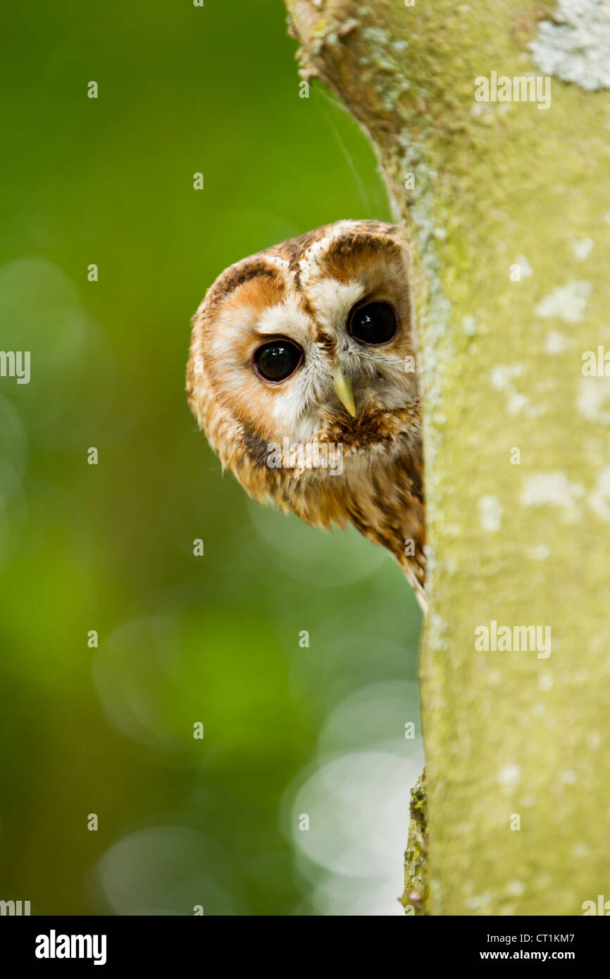 Tawny Owl Strix aluco captive peering around truck of tree at Hawk ...