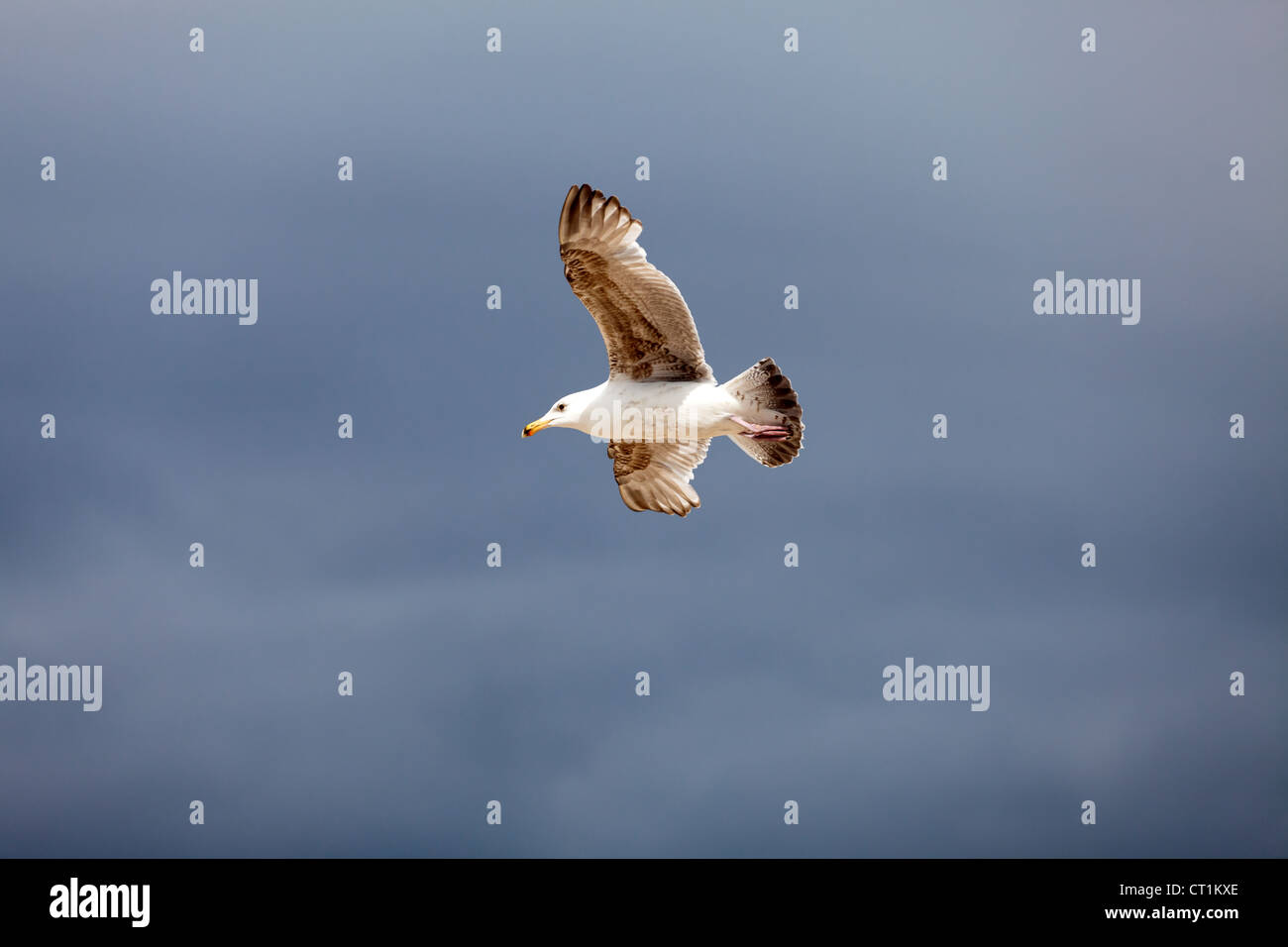 A seagull in the flight in front of blue sky in an overhead shot Stock ...