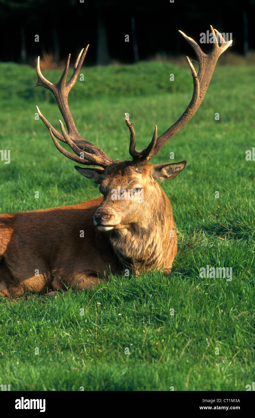 Stag with hi-res stock photography and images - Alamy