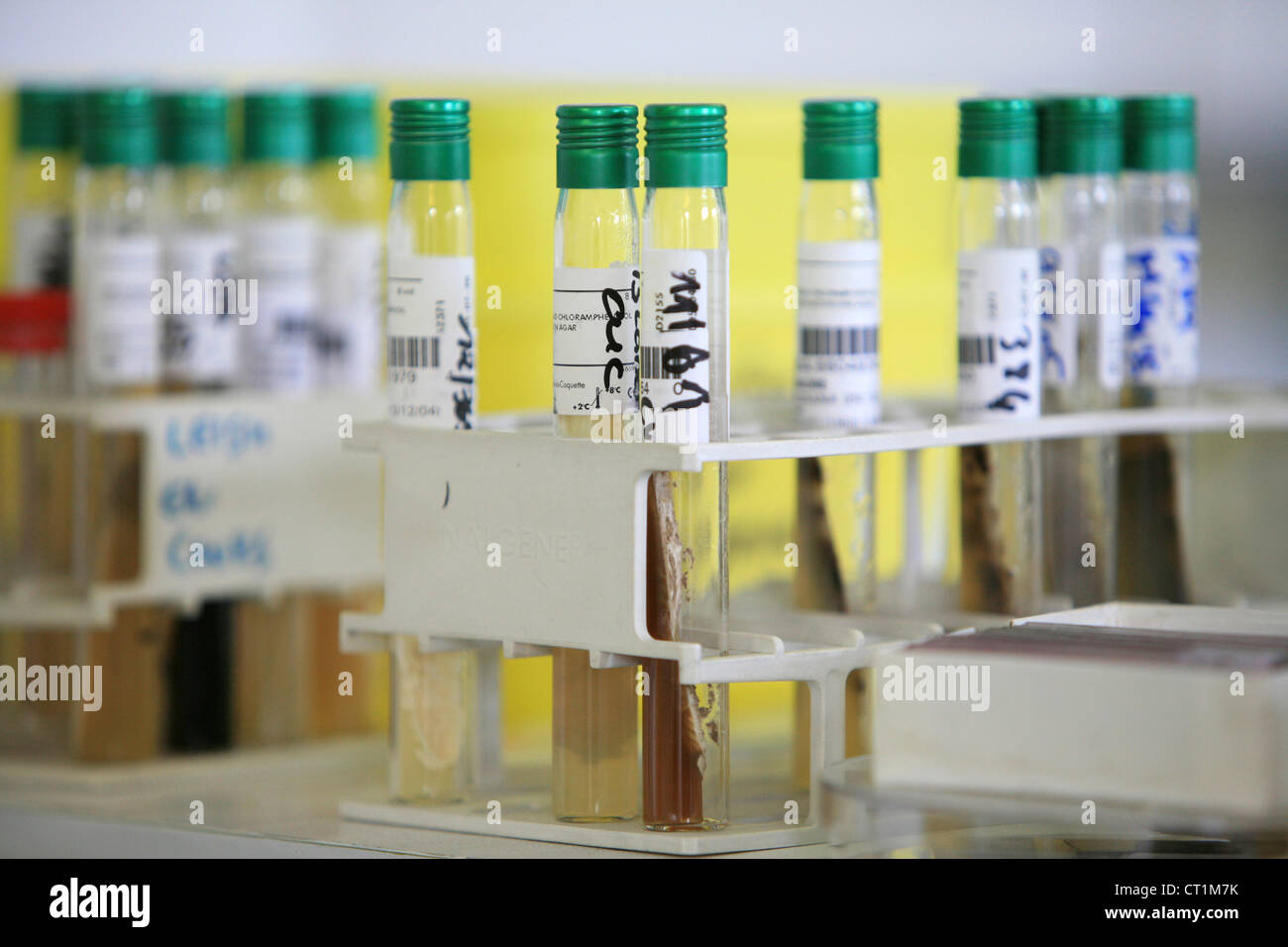 Bacterial culture tubes hi-res stock photography and images - Alamy