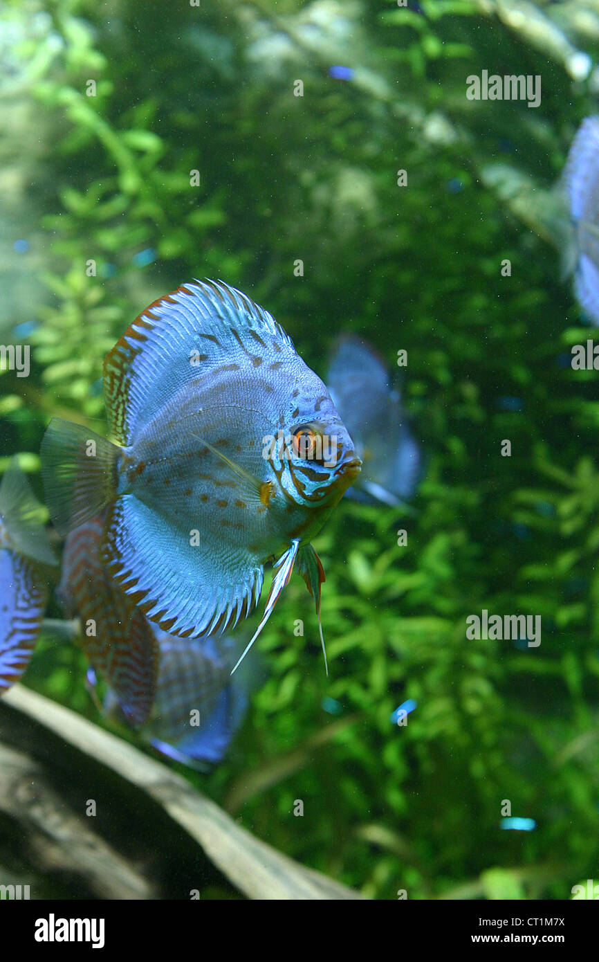 Fishes aquarium aquaria hi-res stock photography and images - Alamy
