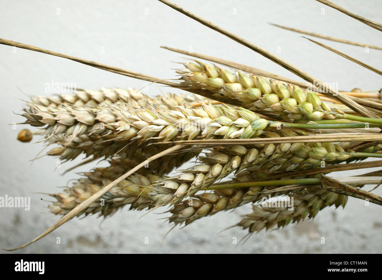 Seed head wheat hi-res stock photography and images - Alamy