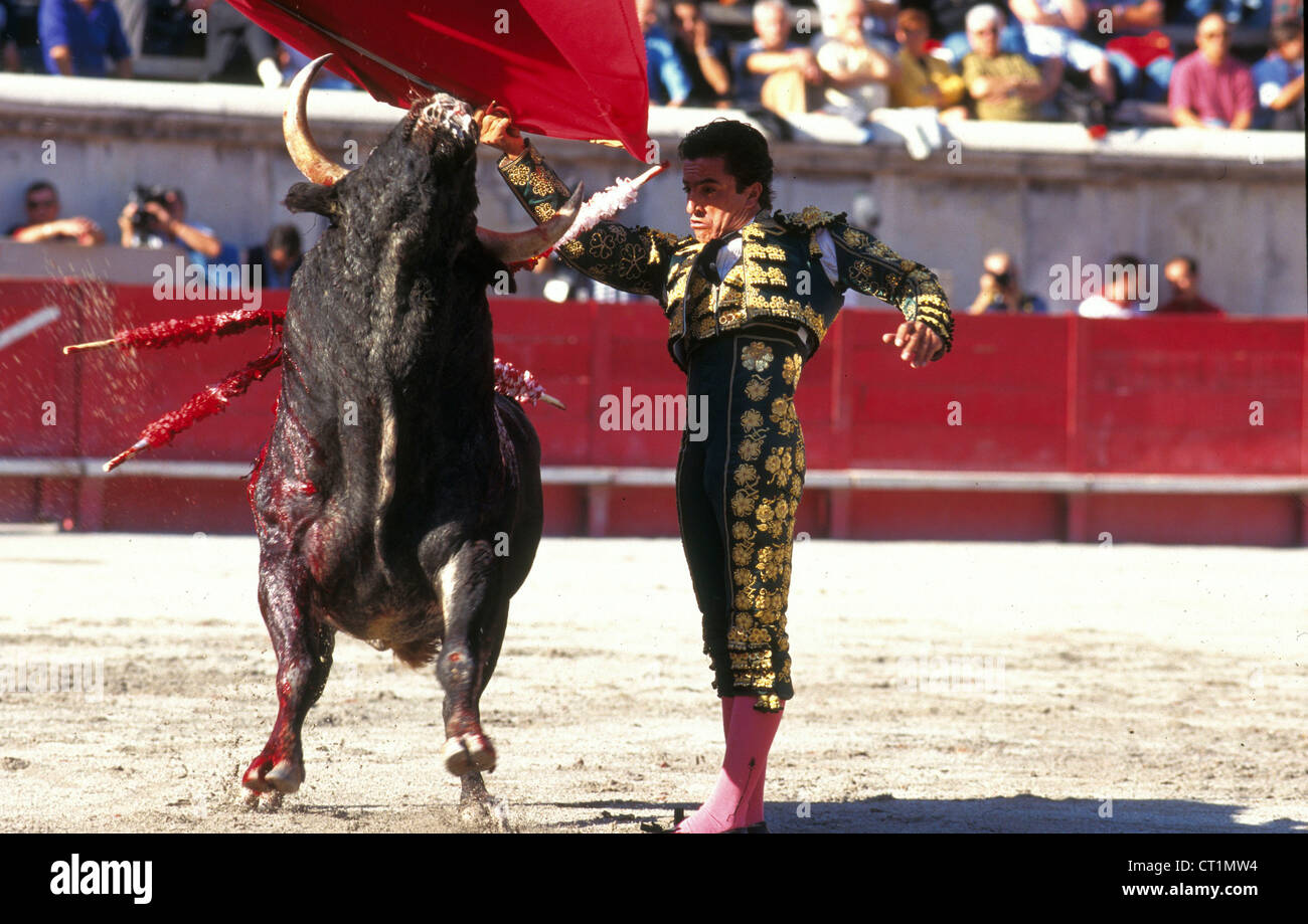 Confronting bull hi-res stock photography and images - Alamy