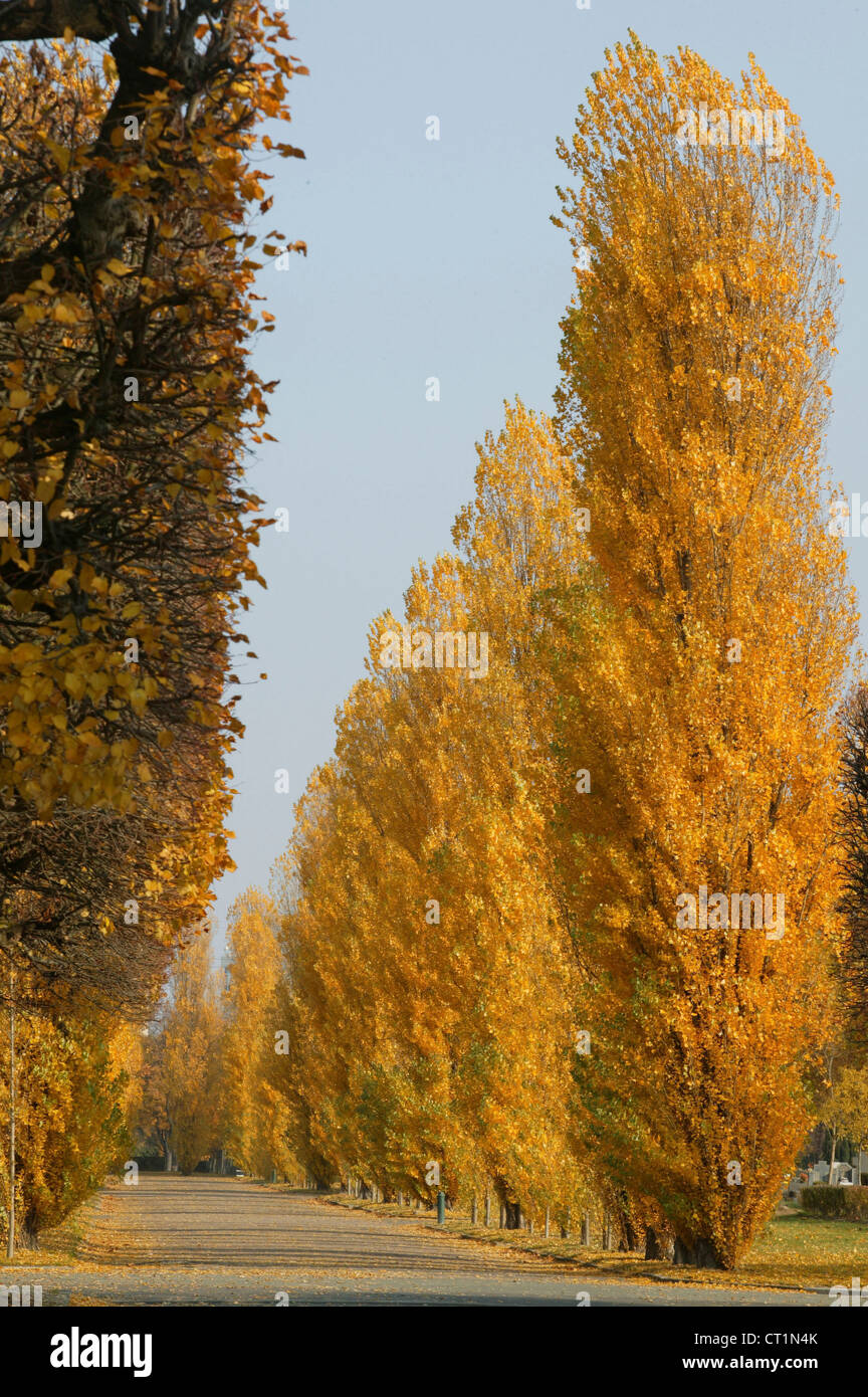 TREE IN AUTUMN Stock Photo - Alamy