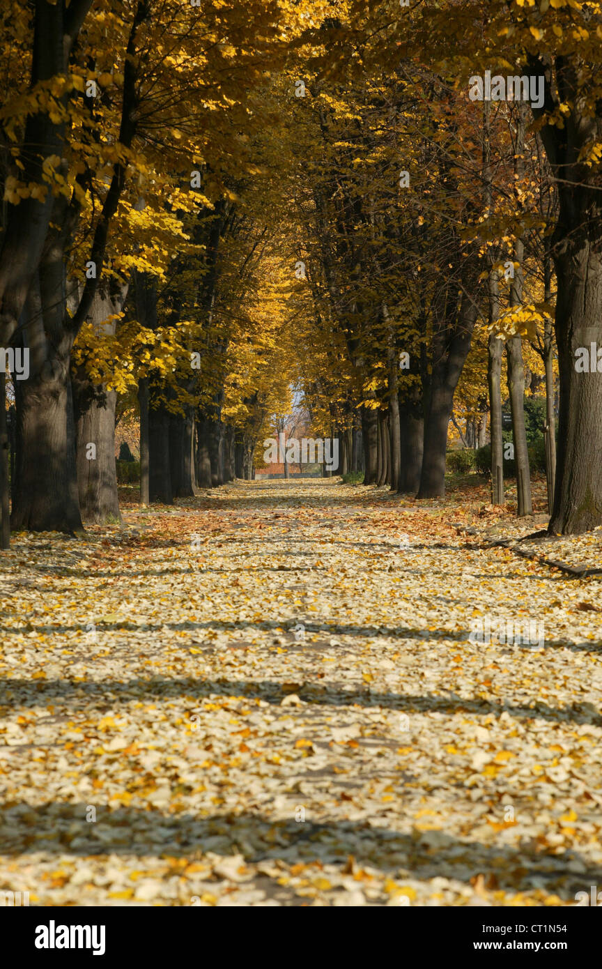 Planetrees platanus sp hi-res stock photography and images - Alamy