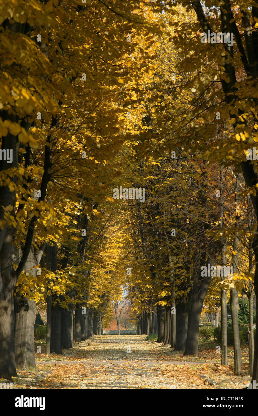 TREE IN AUTUMN Stock Photo - Alamy
