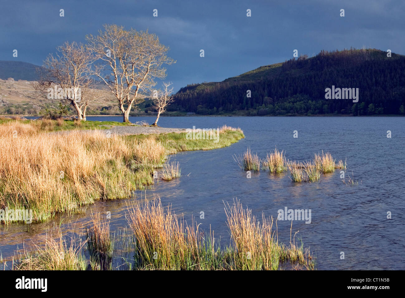 Golden trees and grass lit by late evening light on the lake shore of ...