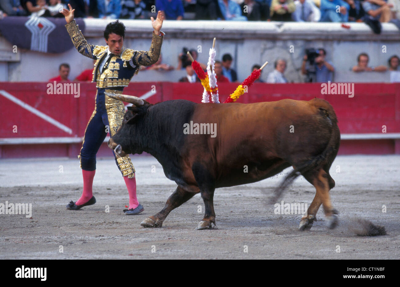 Confronting bull hi-res stock photography and images - Alamy