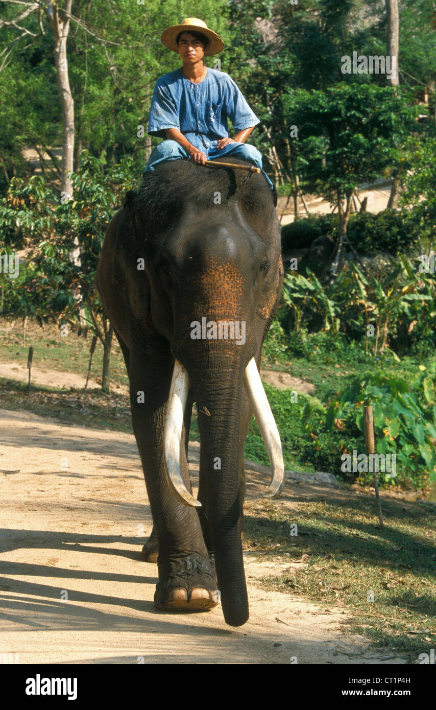 Elephant walk year hi-res stock photography and images - Alamy