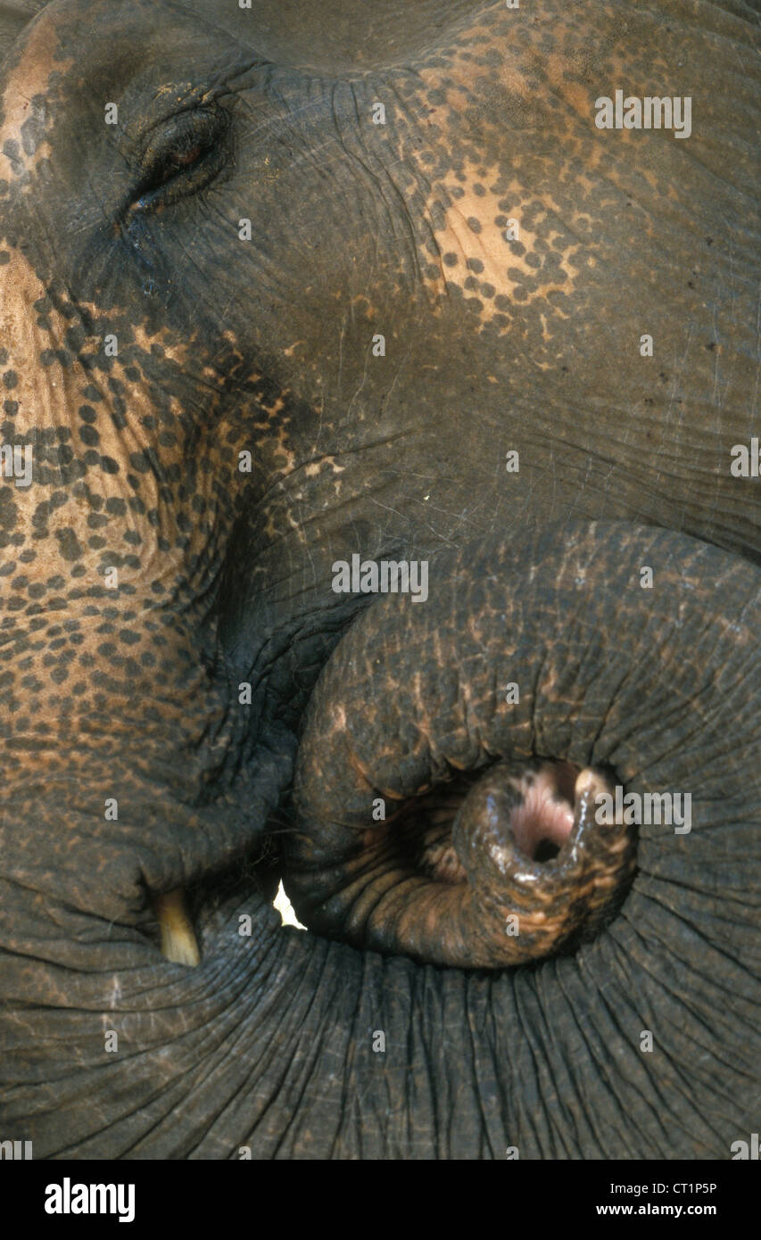 Detailed close up elephant hi-res stock photography and images - Alamy