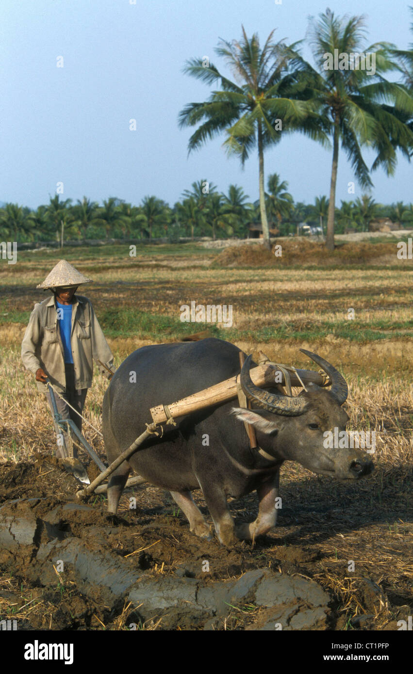 Peasant farmers ploughing hi-res stock photography and images - Alamy
