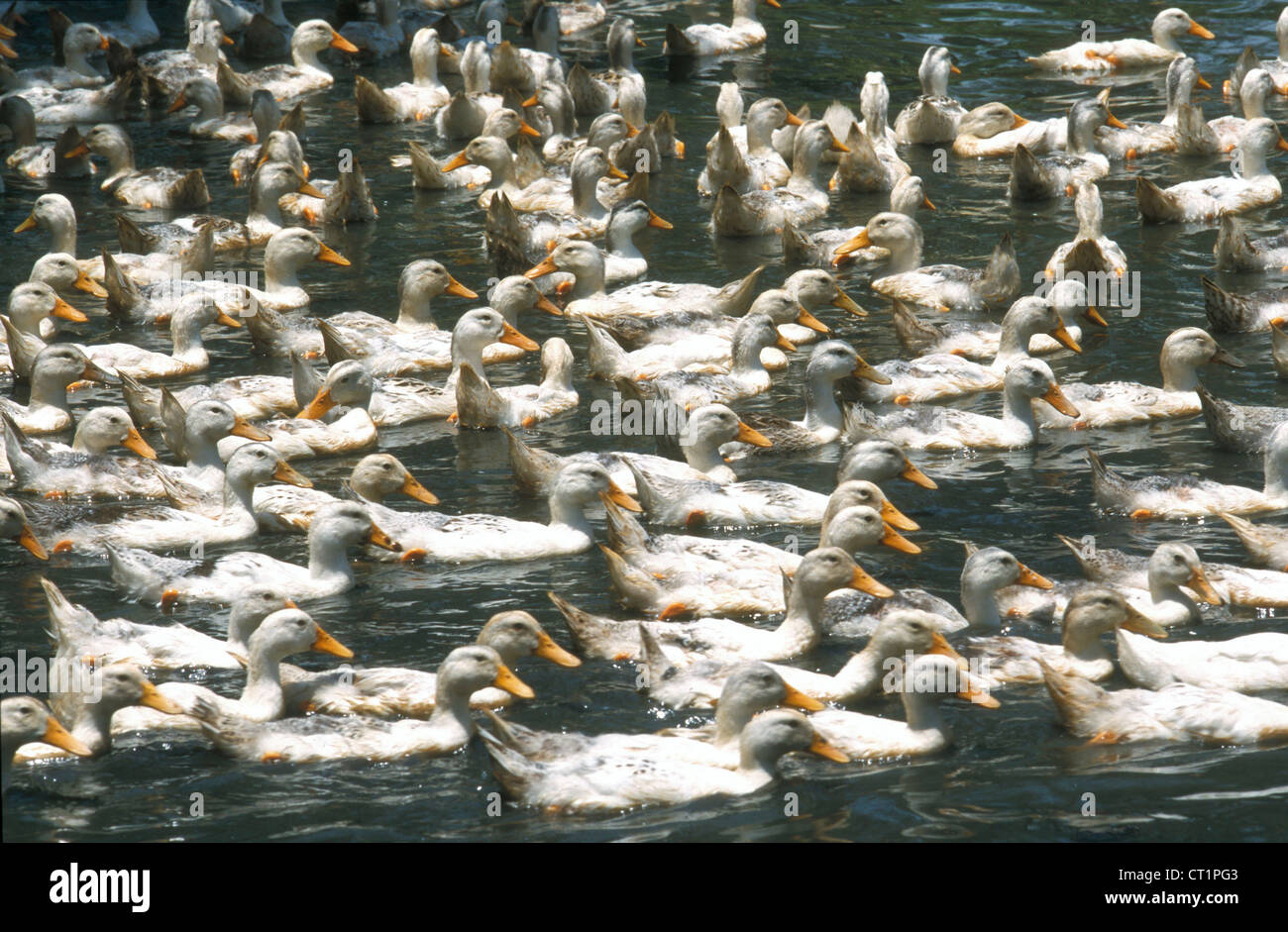 Farmed ducks hi-res stock photography and images - Alamy