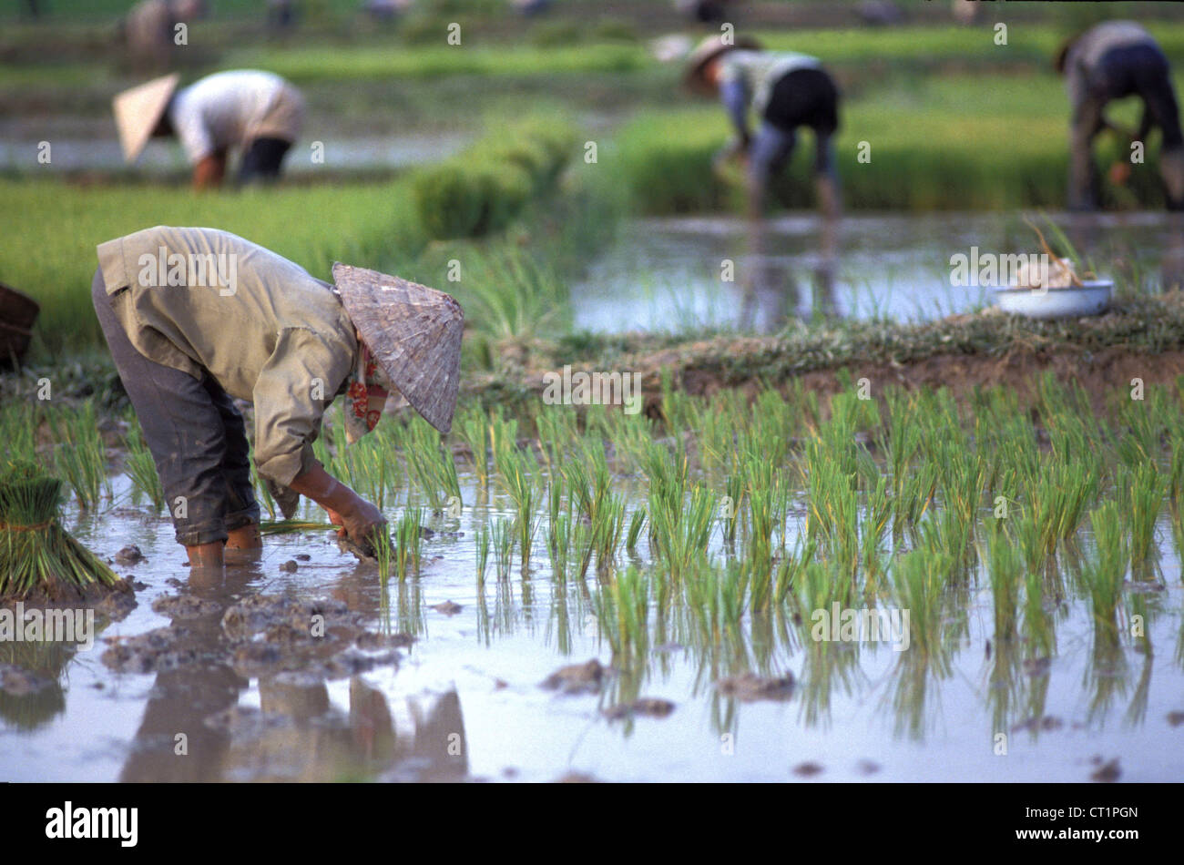 Female workers planting rice hi-res stock photography and images - Alamy